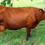 奶牛中的阴道炎：原因和症状，治疗牛和预防 4100_8