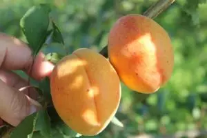 Karakteristik apricot varieties apricot Crimean Amur lan deskripsi babagan kaluwihan kayu