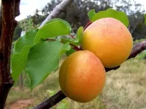 Keterangan varieti aprikot Alyosha dan ciri-ciri rintangan penyakit