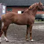 Toria Breed of Horses: Description and Characteristics, Terms of Content 4107_1