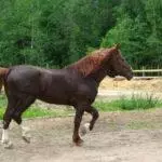 Paria pasmina konja: opis i karakteristike, uvjeti sadržaja 4107_10