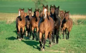 Hvordan å avle hester, kommende utgifter og mulige fordeler