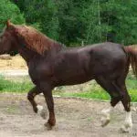Toria pasmina konja: opis i karakteristike, uvjeti sadržaja 4107_2