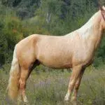 Toria φυλής άλογα: περιγραφή και χαρακτηριστικά, όροι περιεχομένου 4107_3