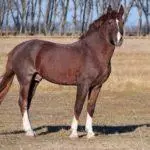 Toria rase av hester: beskrivelse og egenskaper, vilkår for innhold 4107_5