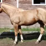 Toria rase av hester: beskrivelse og egenskaper, vilkår for innhold 4107_6