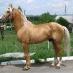 Toria品種的馬匹：描述和特徵，內容條款 4107_7