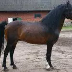 Toria rase av hester: beskrivelse og egenskaper, vilkår for innhold 4107_9