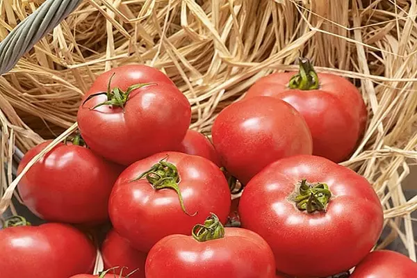 Tomate erofech