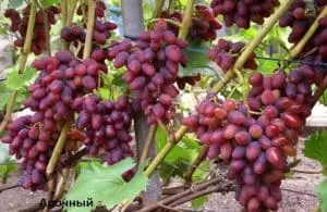 Danasîn û taybetmendiyên Grapes Arched, dîroka cûrbecûr û rêzikên çandiniyê