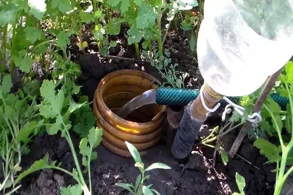 Watering under the root