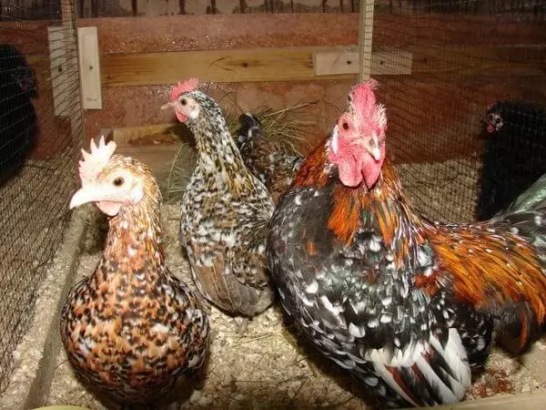 Bentamki em galinheiro