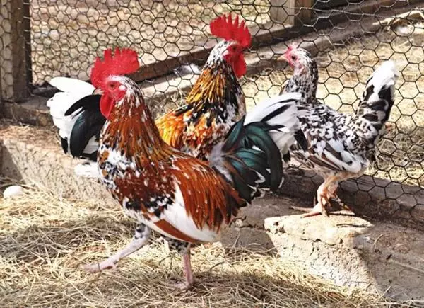 Chickens Bentamki.