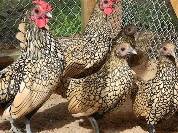 Chickens Bentamki.