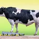 गाय का वजन कितना होता है: किलोग्राम में मध्यम और अधिकतम आंकड़े 4141_10