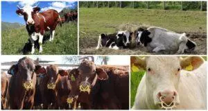 Popis laganih i lijepih nadimka za krave, popularna i neobična imena