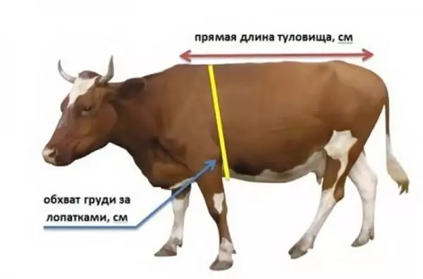 mengukur lembu