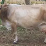 牛的重量是多少：中等和最大數字以千克 4141_13