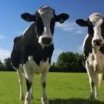 Koliko krava teži: srednje i maksimalne figure u kilogramima 4141_14