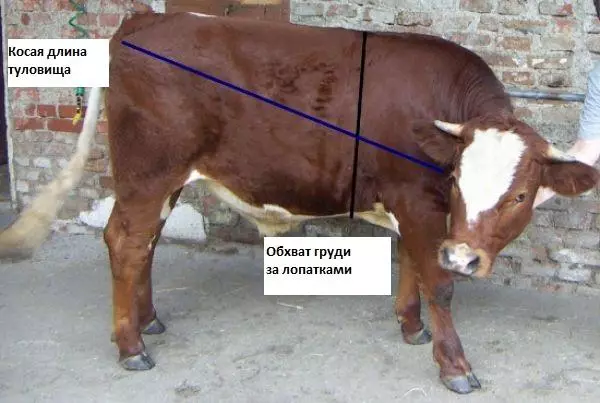گائے وزن