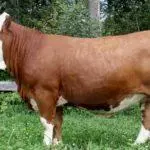 Kiek karvė sveria: vidutinio ir maksimalaus skaičiai kilogramais 4141_5
