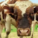 کتنا گائے وزن ہے: کلوگرام میں درمیانے اور زیادہ سے زیادہ اعداد و شمار 4141_8