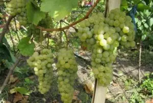 Vīnogu šķirņu šķirņu un īpašību apraksts Citron Magaracha, audzēšana
