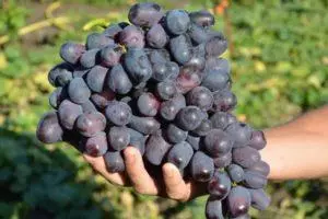 A Lorano növekvő szőlőjének leírása és finomsága