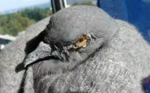 Symptome und Behandlung von Ornithose in Tauben, Infektionsgefahr für den Menschen