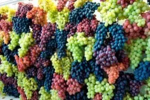 Opis i karakteristike grožđa levockuma, porijekla i osobitosti