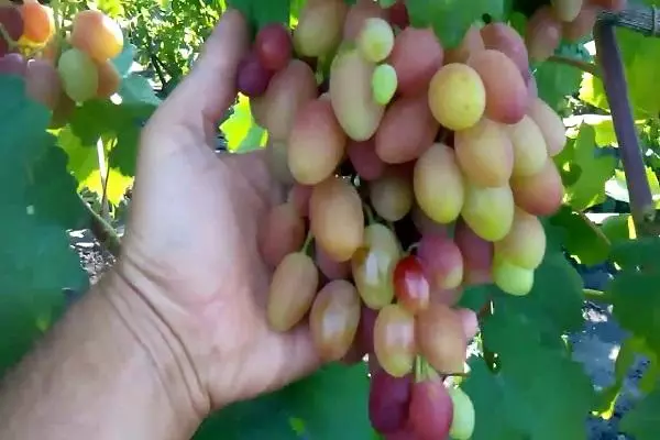 ягоди винограду