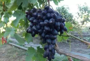 Beskrywing en eienskappe van Giovanni-druiwe, landing en groei