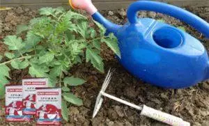 Zasady karmienia drożdży pomidorów i jak zrobić nawóz z własnymi rękami