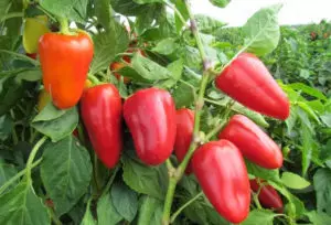 Planting, growing technology and pepper care in open soil