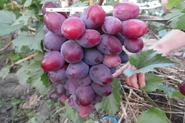 Blou druiwe