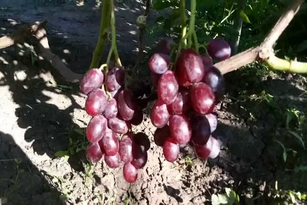 Descrição e finura de cultivar uvas variedade Everest