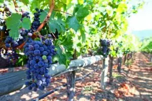 Como amarrar adequadamente as uvas para a moagem, métodos e instruções passo a passo para iniciantes