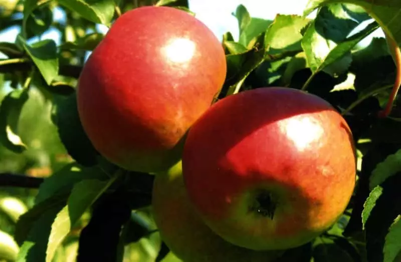 עץ תפוח Zhigulevskoye.