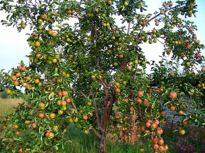 사과 나무 zhigulevskoye.