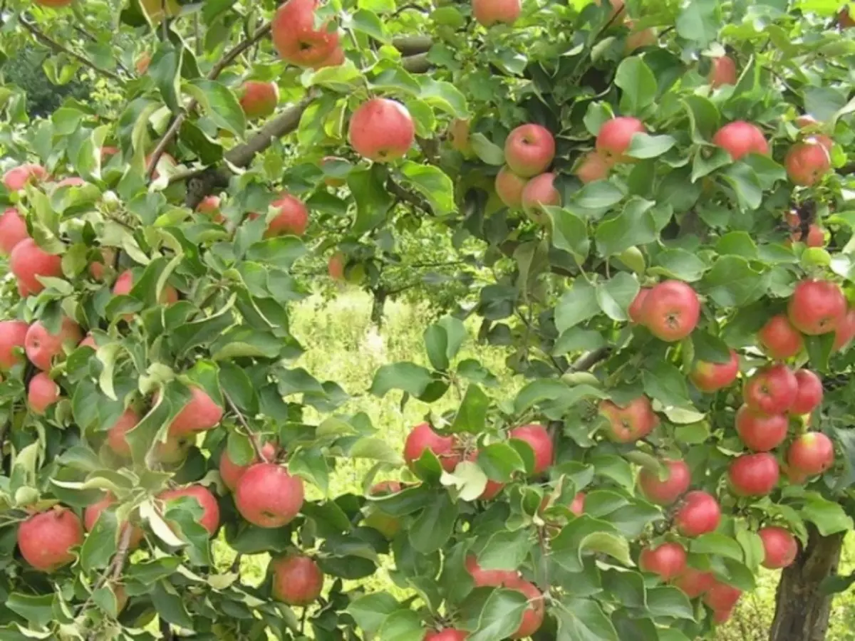 Apple Tree Zhigulevskoye