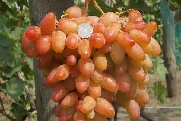 Large grapes