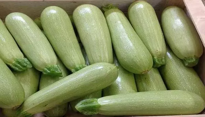 Best Zucchini Grade Zucchini ji bo 2021