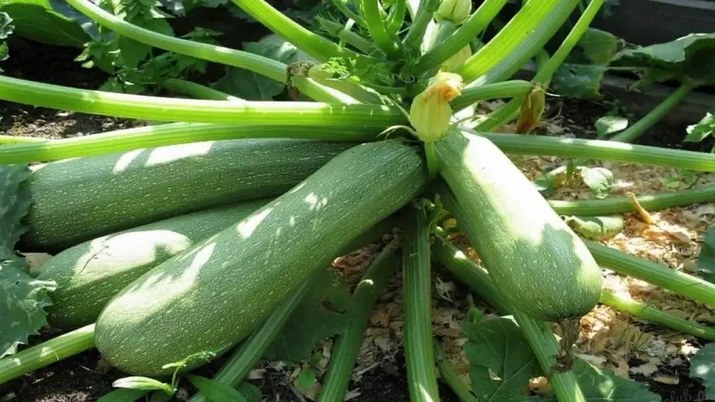 Zoo tshaj plaws zucchini qib rau 2021