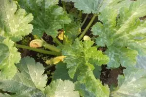 Description of zucchini diseases in open soil, treatment and fight against them