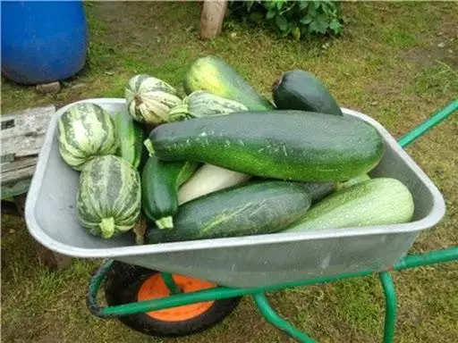 Kilasy zucchini tsara indrindra ho an'ny 2021