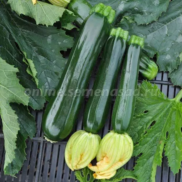 Best zucchini grade for 2021