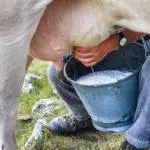 Bagaimana untuk susu lembu tangan dengan betul untuk pemula kali pertama 4174_10