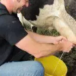پہلی بار ابتدائی طور پر گائے کے ہاتھوں کو کس طرح دودھ دیتا ہے 4174_11