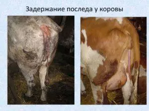 Causes and symptoms of detention of films in cows, treatment and prevention scheme