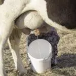 Kuinka maito lehmä kädet oikein aloittelijoille ensimmäistä kertaa 4174_6